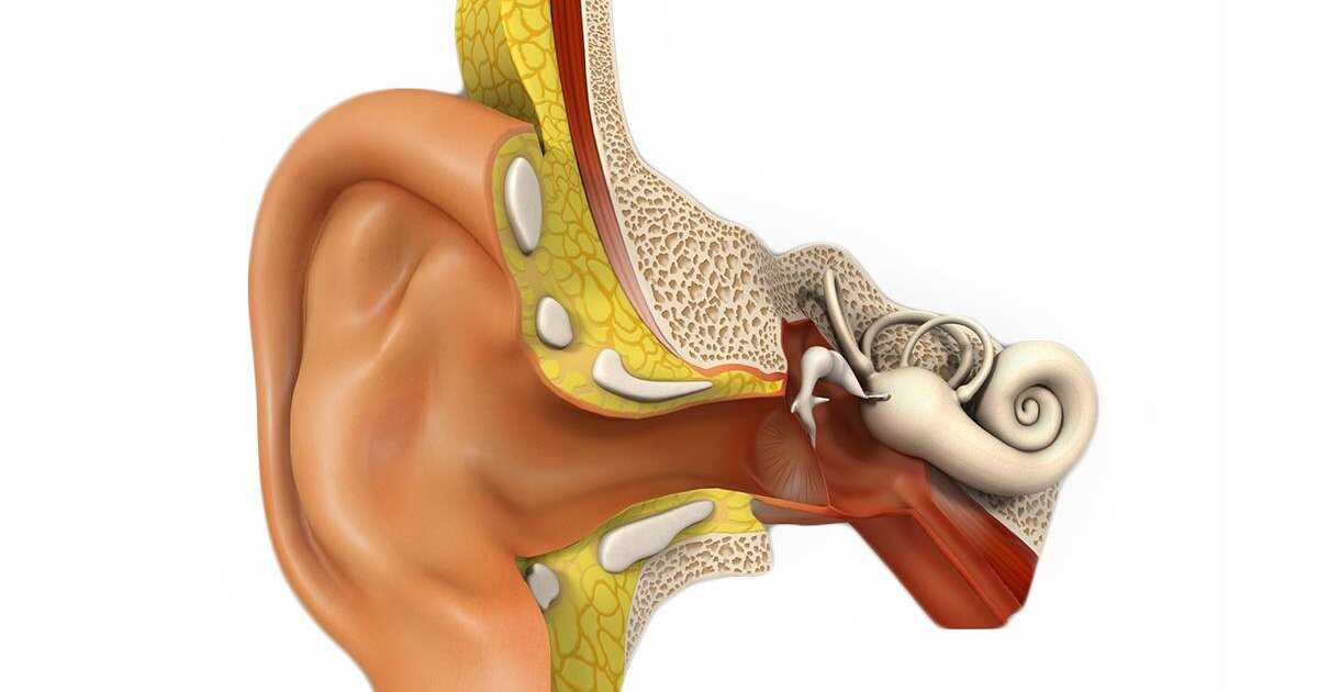 Odstające uszy - wada genetyczna - Laryngo.pl
